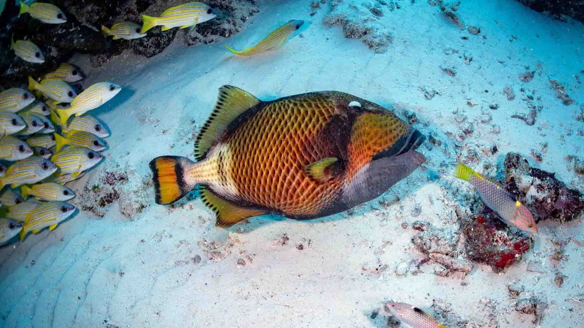 ดร.ธรณ์ เฉลย!!! 'ปลาทำยังไง?' เมื่อแผ่นดินไหว ไทยไท แชนเนล : Thai-Tai ...